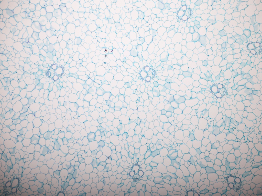 1. daļa Pamataudi un balstaudi — uzdevums. Eksāmens un ...