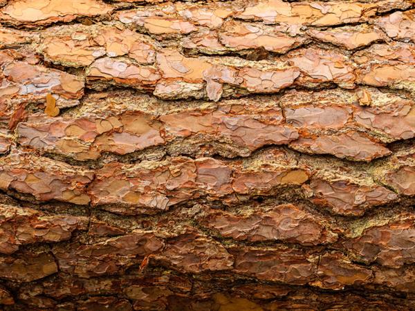 Faktūras raksturojums. Faktūra dabā — teorija. Vizuālā māksla ...