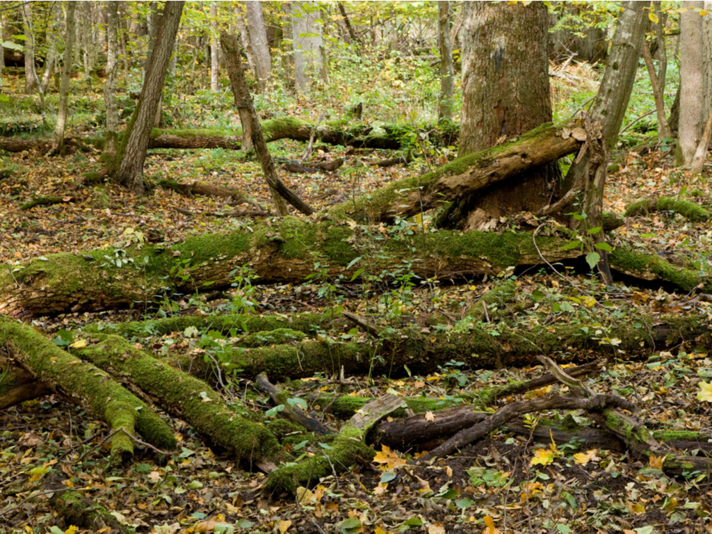 Aizsargājamie dabas objekti — teorija. Dabaszinības, 4. klase.