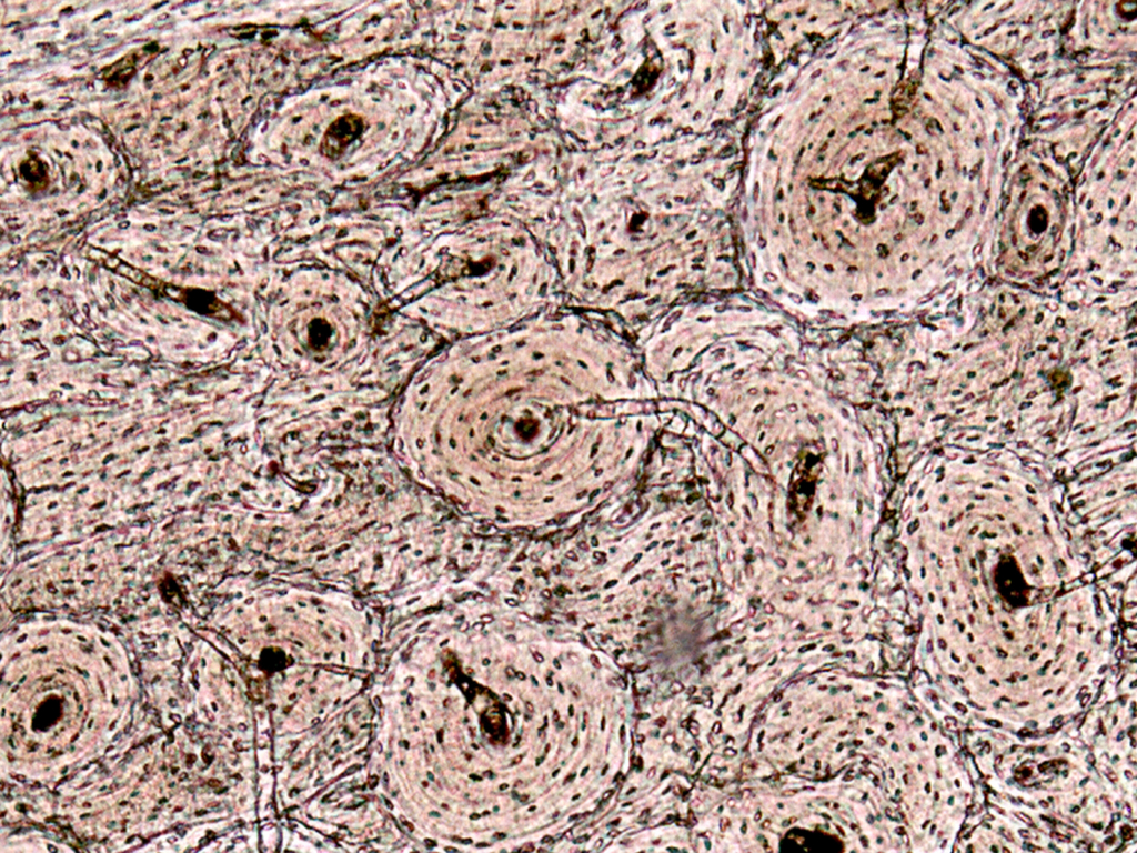 Kaulu sastāvs un uzbūve — teorija. Bioloģija (Skola2030), 7. klase.