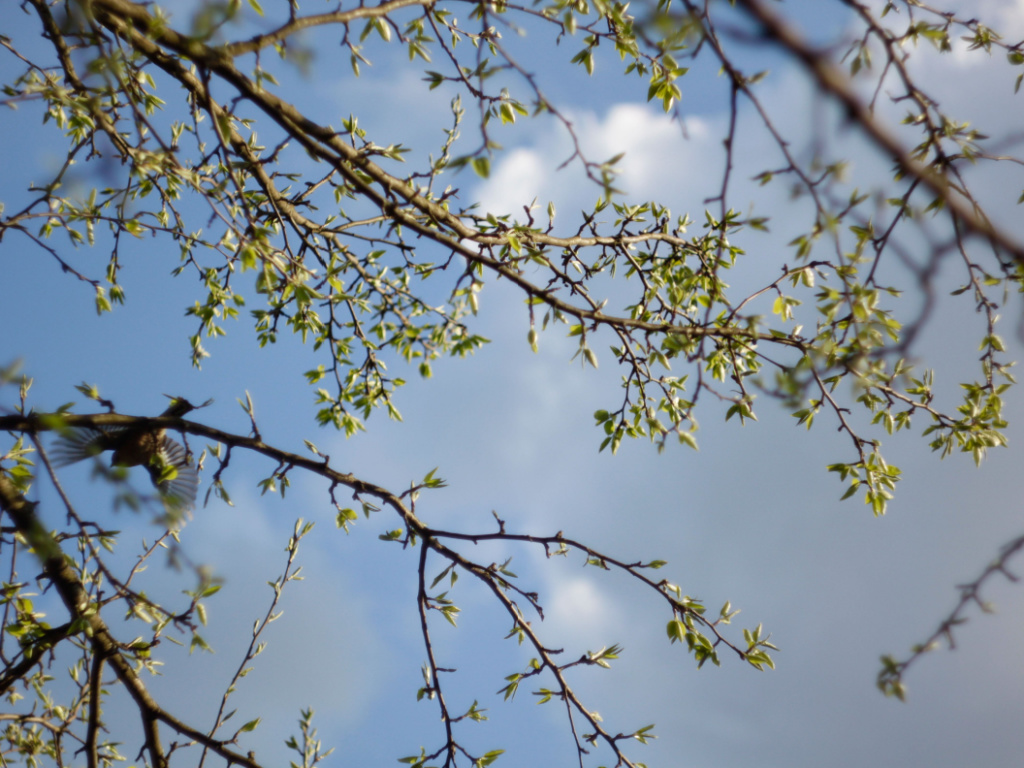 Gadalaiki, dzimtes — teorija. Vācu valoda (Skola2030), 4. klase.