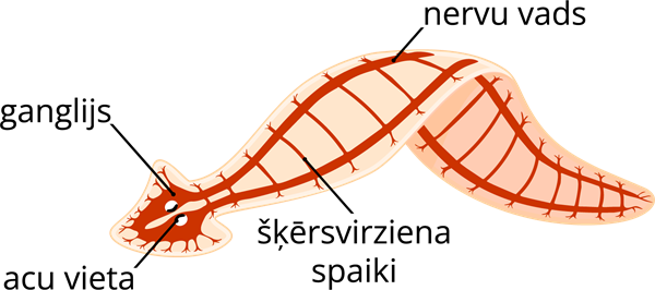 Dzīvnieku nervu sistēma — teorija. Bioloģija (Skola2030), 9. klase.