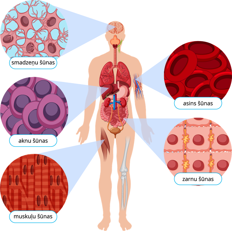 Šūna — teorija. Dabaszinības (Skola2030), 6. klase.