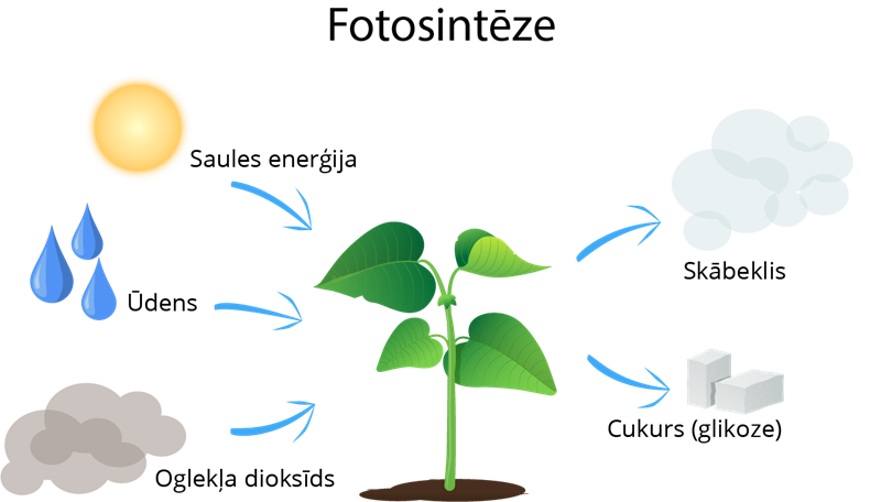 Auga dzīvības procesi — teorija. Dabaszinības (Skola2030), 6. klase.