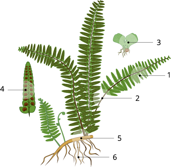 Papardes raksturojums — uzdevums. Bioloģija, 7. klase.