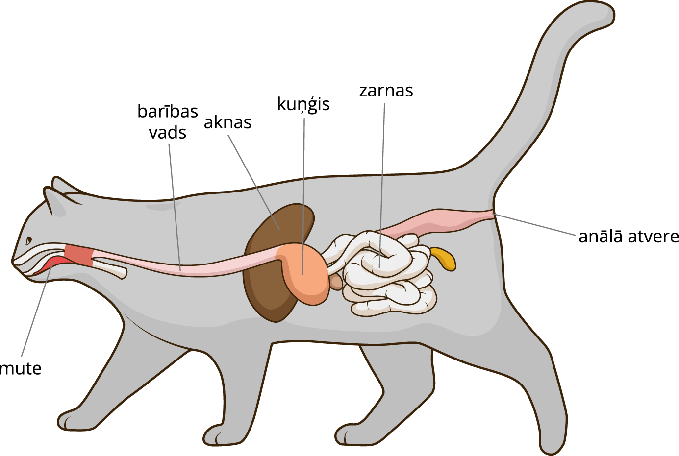 Dzīvnieku organismu daudzveidība — teorija. Dabaszinības (Skola2030), 6 ...