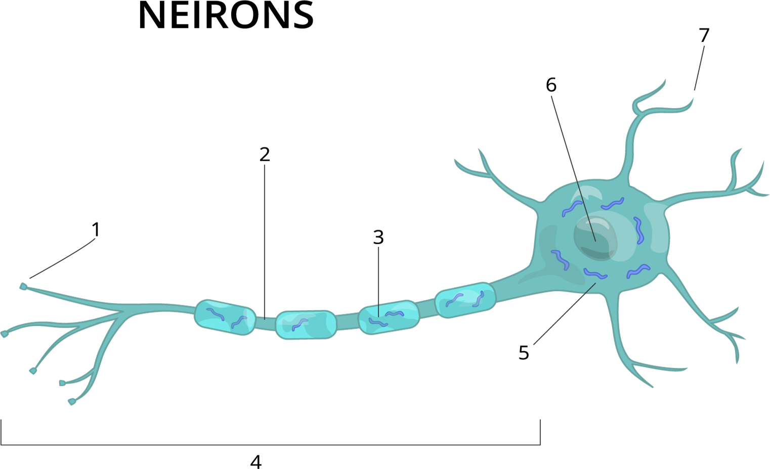 Neirona uzbūve — uzdevums. Bioloģija (Skola2030), 9. klase.