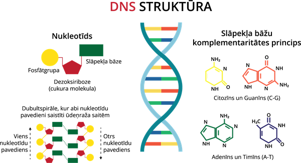 DNS atrašanās vieta un uzbūve — teorija. Bioloģija (Skola2030), Bioloģija I.