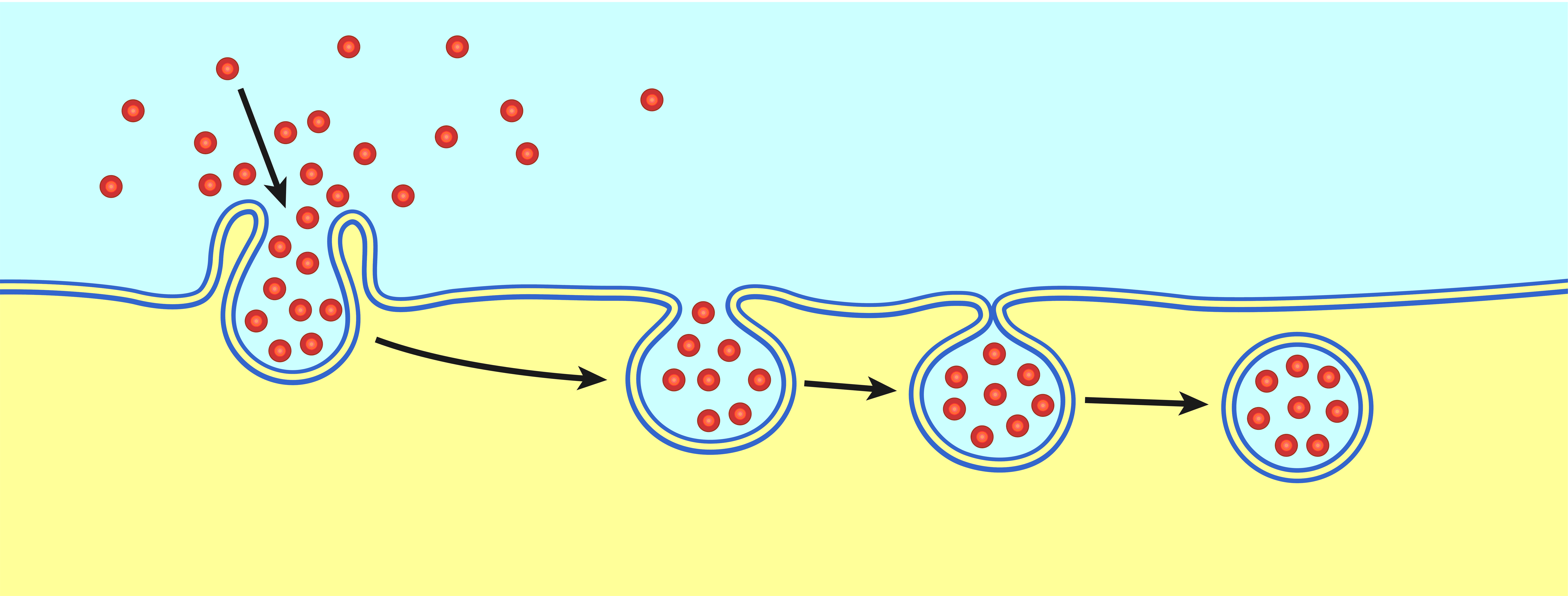 Plazmatiskā membrāna — teorija. Bioloģija, 11. klase.