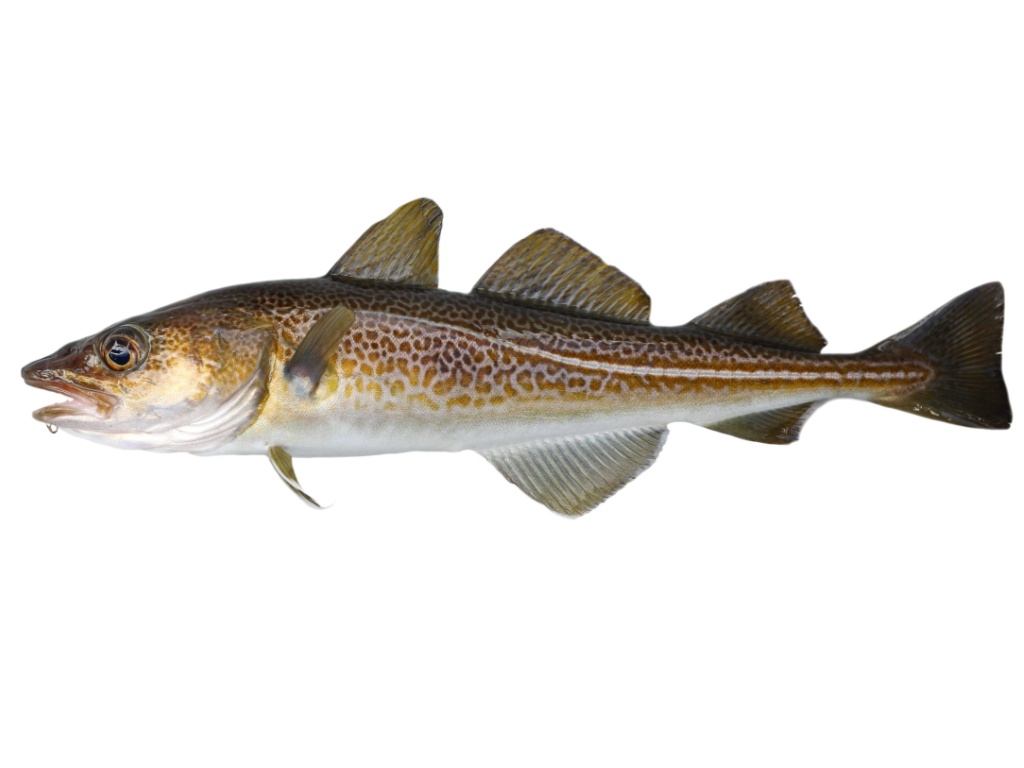 Jūras zivju daudzveidība — teorija. Bioloģija, 8. klase.