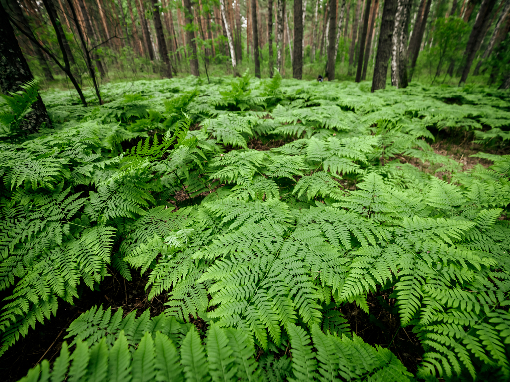 Dabas teritorijas — teorija. Dabaszinības (Skola2030), 3. klase.