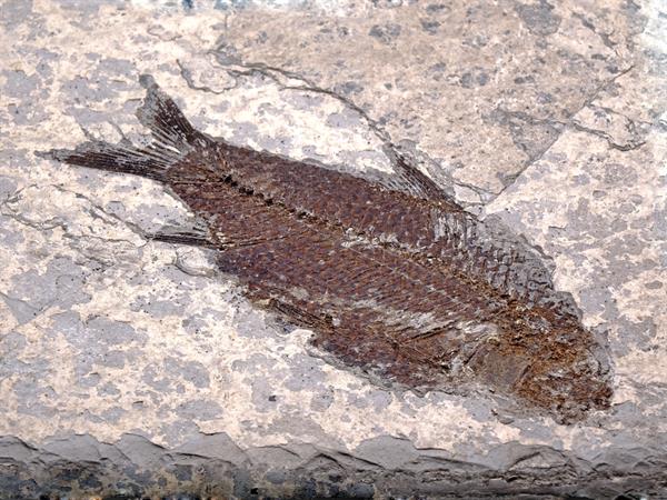 Zemes ģeoloģiskā vēsture — teorija. Ģeogrāfija (Skola2030), 7. klase.