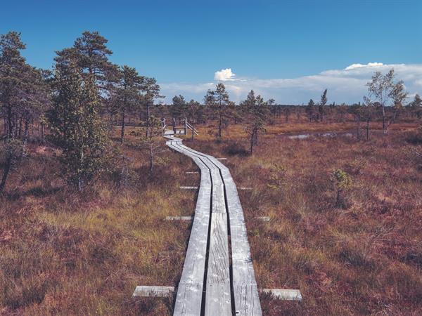 Aizsargājamie dabas objekti — teorija. Dabaszinības, 4. klase.