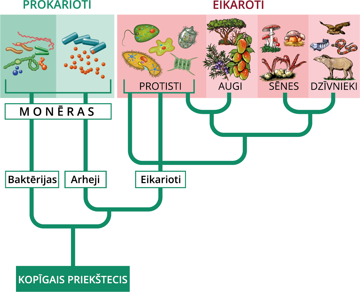 Dzīvības evolūcijas teorijas — teorija. Bioloģija (Skola2030), Bioloģija I.