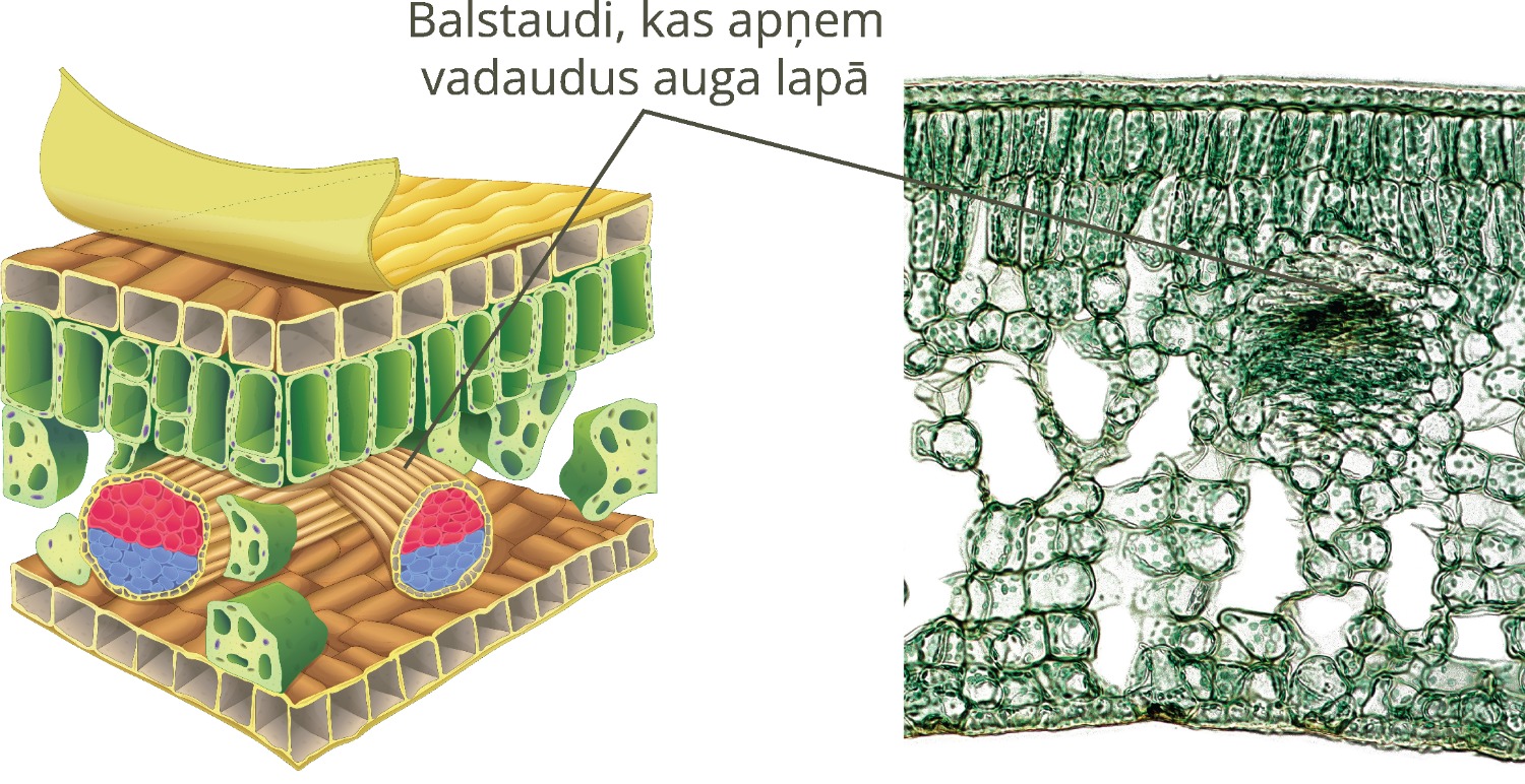 Augu audi — teorija. Bioloģija (Skola2030), 9. klase.