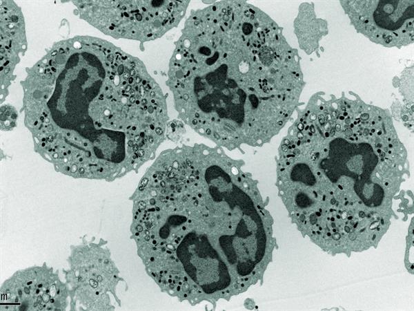 Mikroskopijas attīstības vēsture. — teorija. Bioloģija, 11. klase.