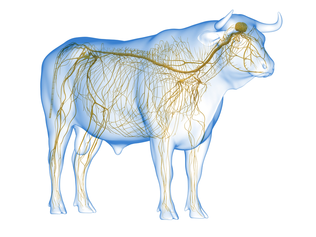 Dzīvnieku nervu sistēma — teorija. Bioloģija (Skola2030), 9. klase.