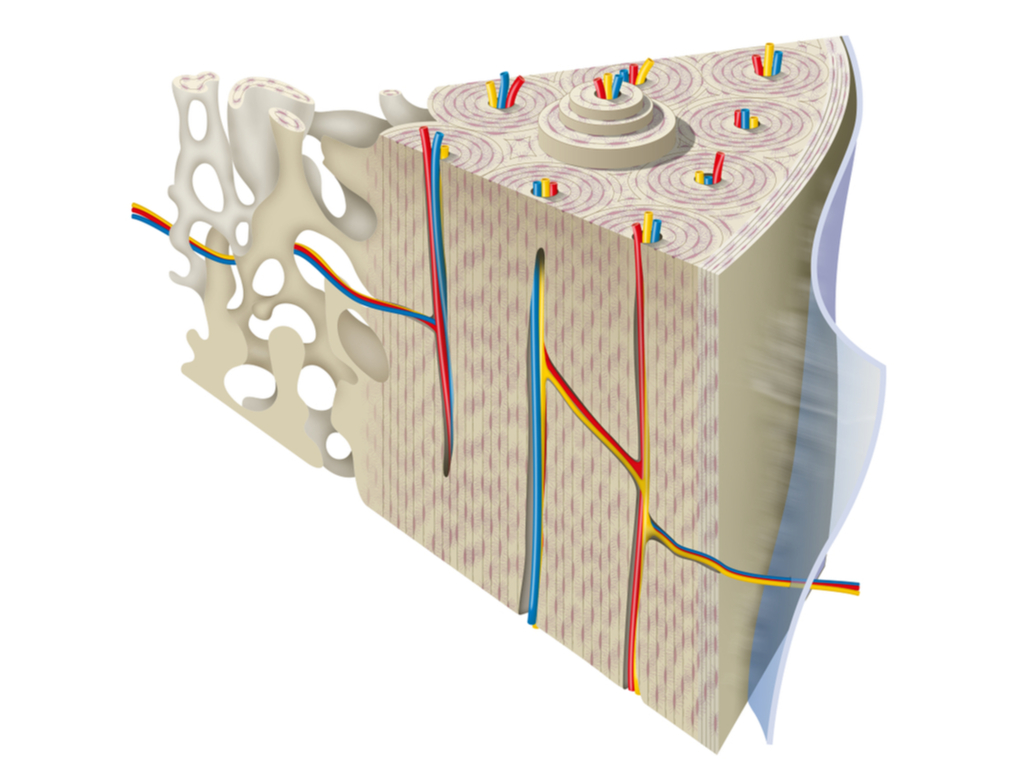 Kaulu sastāvs un uzbūve — teorija. Bioloģija (Skola2030), 7. klase.