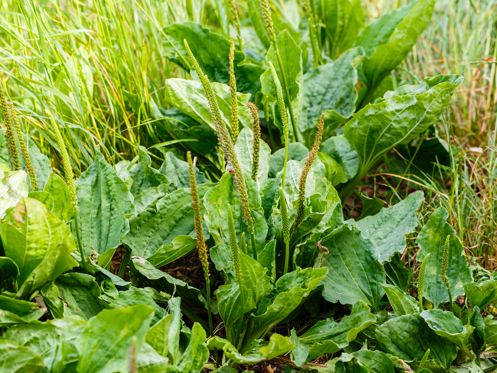 Dabas teritorijas — teorija. Dabaszinības (Skola2030), 3. klase.