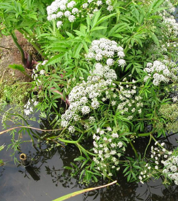 Čemurziežu dzimta — teorija. Bioloģija, 7. klase.