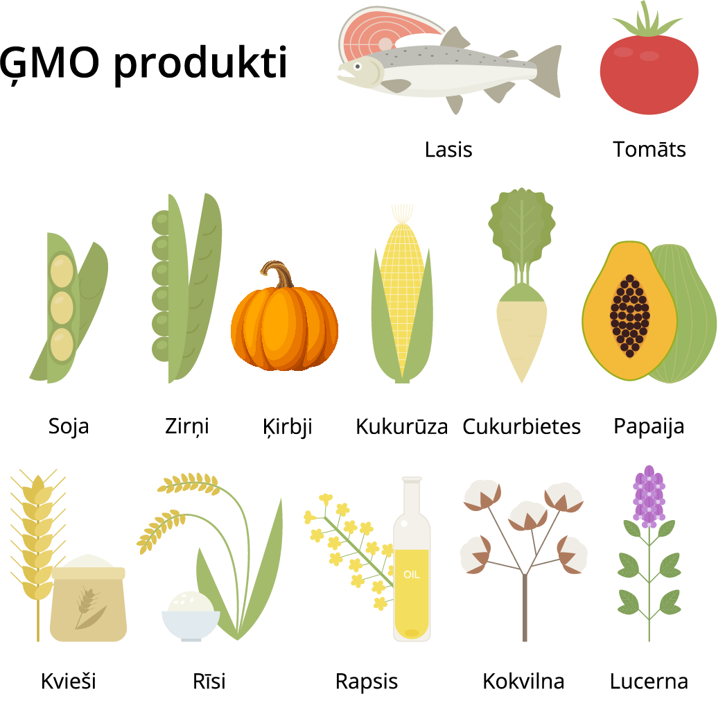 Ģenētiski modificēti organismi (ĢMO) — teorija. Bioloģija (Skola2030 ...