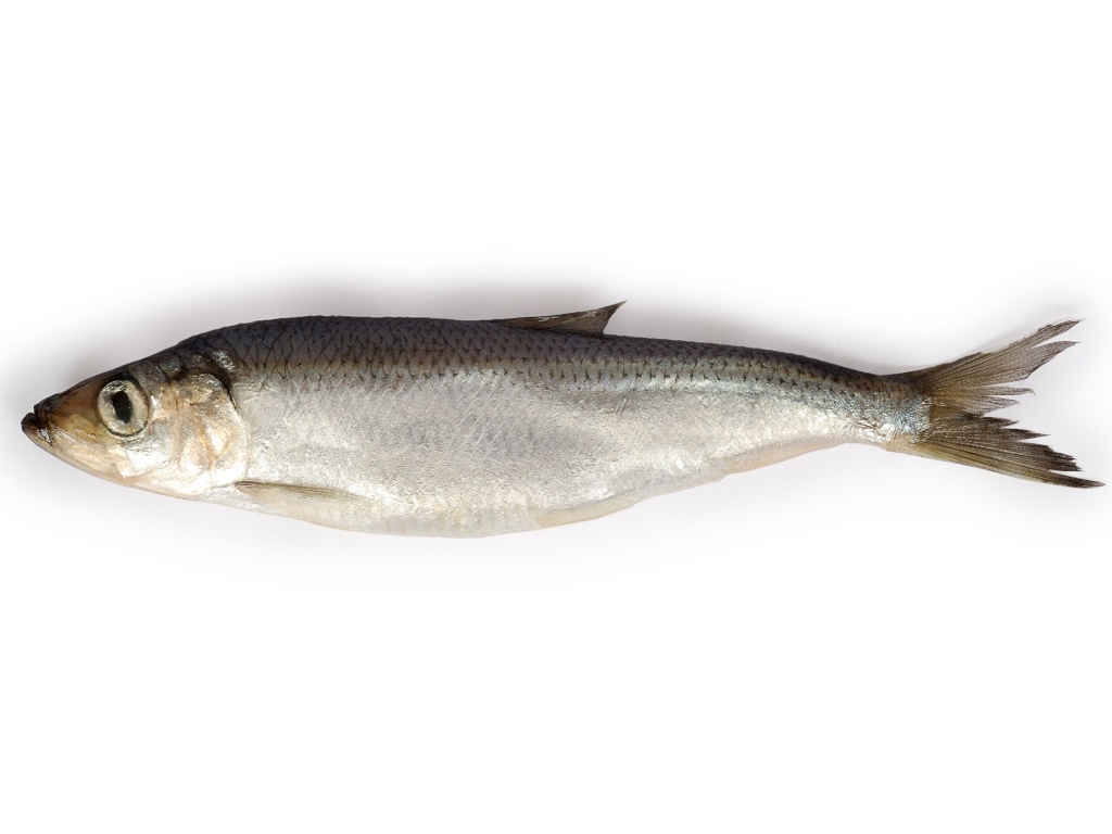 Jūras zivju daudzveidība — teorija. Bioloģija, 8. klase.