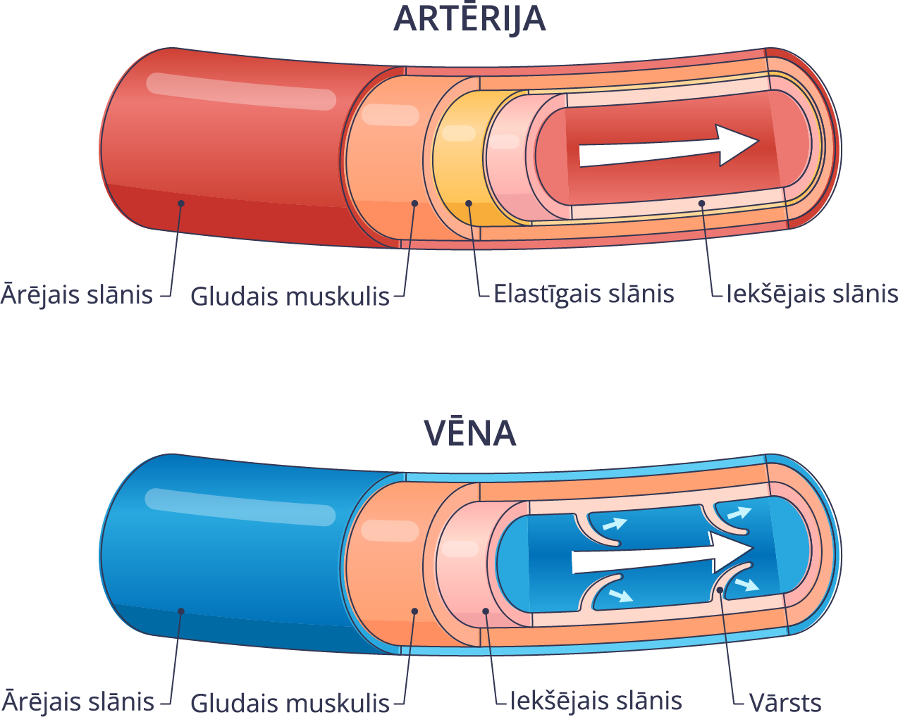 Cilvēka asinsrites orgānu sistēmas uzbūve — teorija. Bioloģija ...